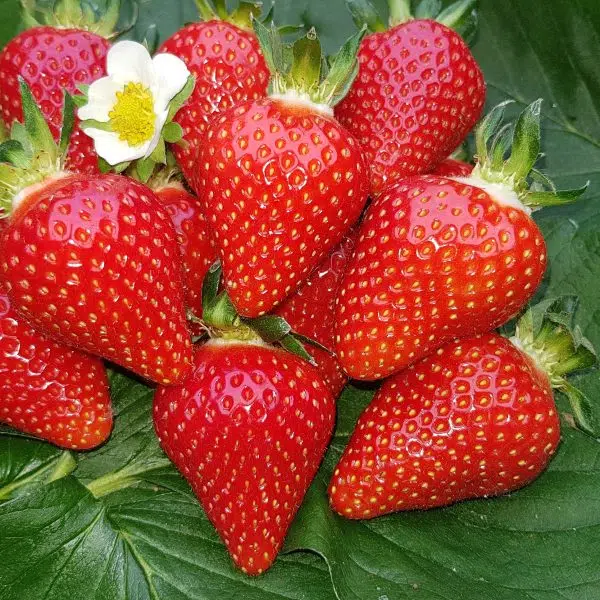 Degrav'Agri - distributeur et pépiniériste spécialisé en fruits rouges