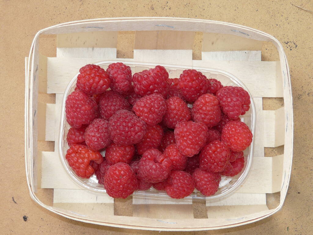 Octavia - Degrav'Agri