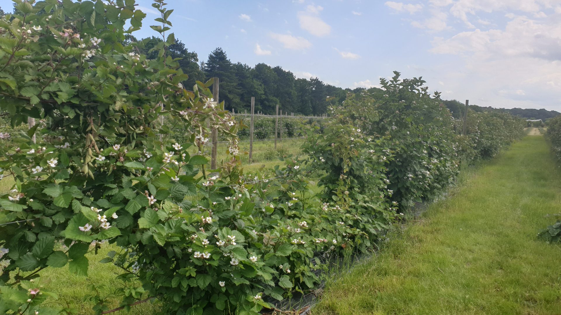 Triple Crown - Degrav'Agri