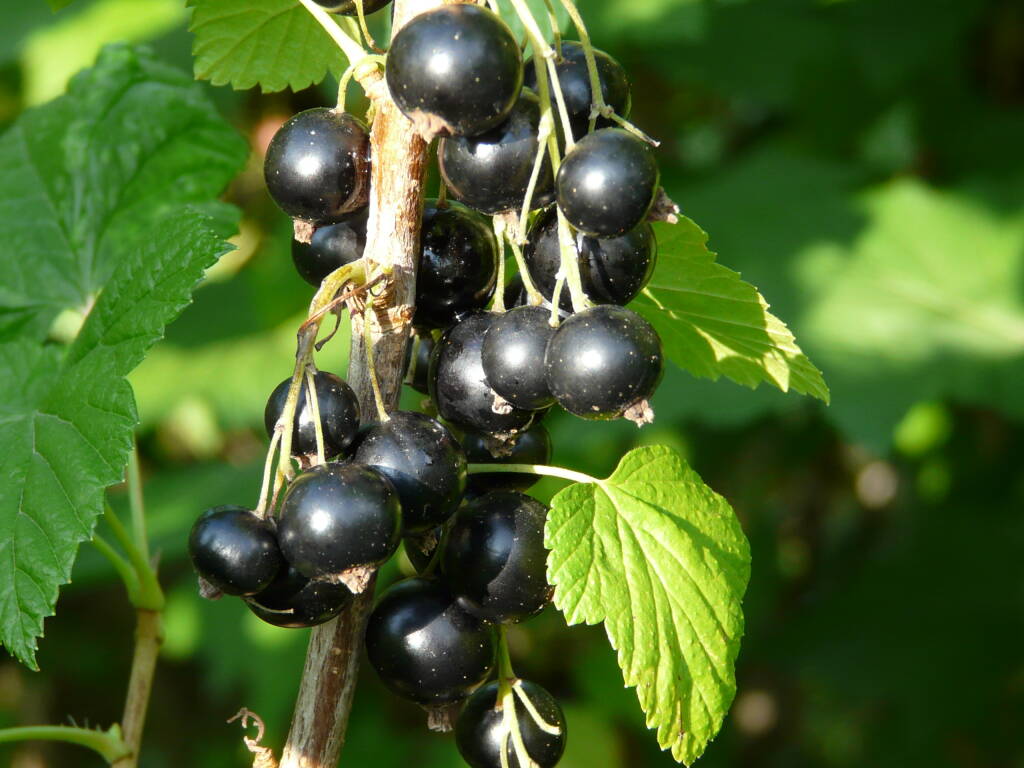 Titania - Degrav'Agri