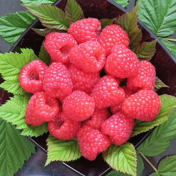 Degrav'Agri - distributeur et pépiniériste spécialisé en fruits rouges