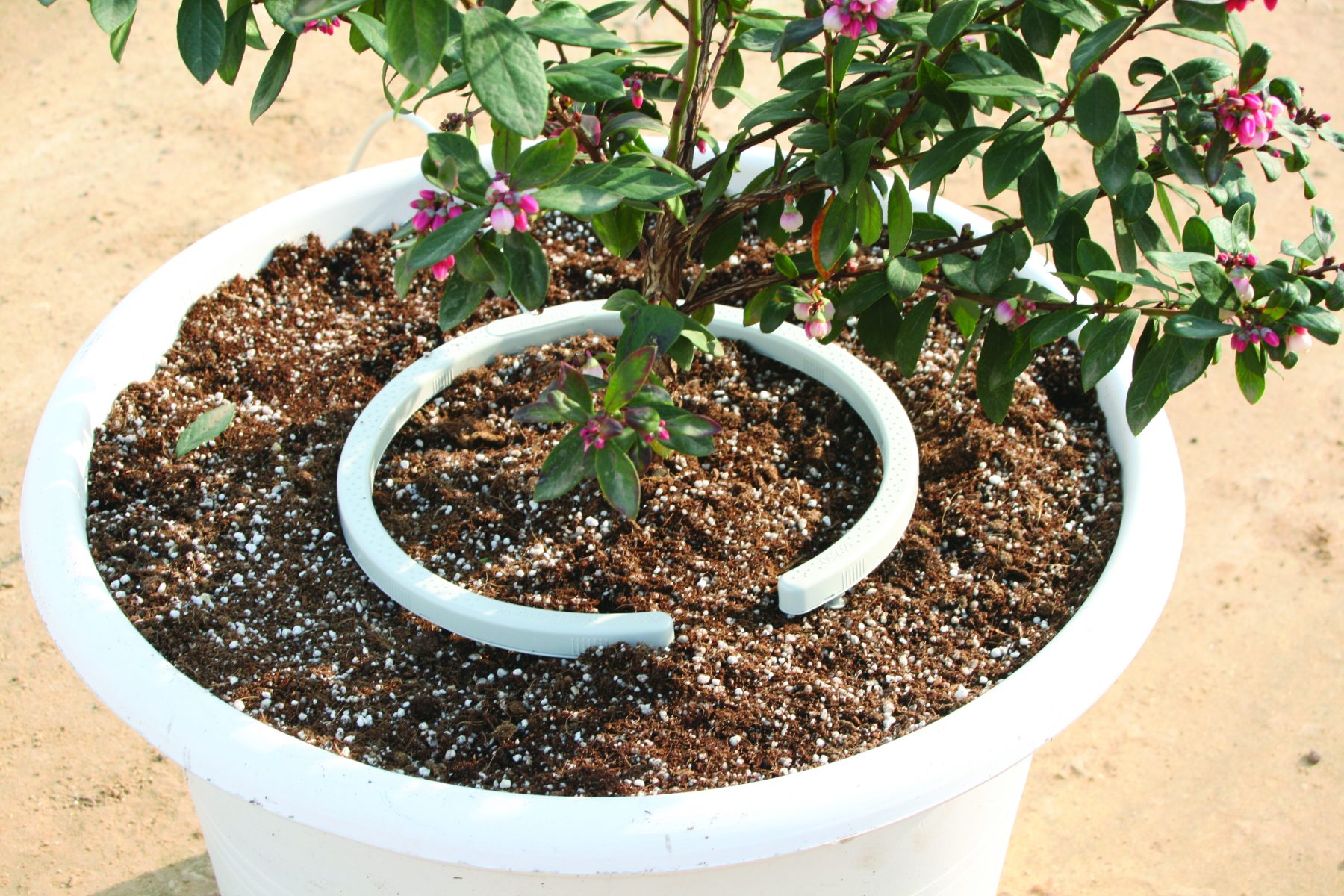 Degrav'Agri - distributeur et pépiniériste spécialisé en fruits rouges