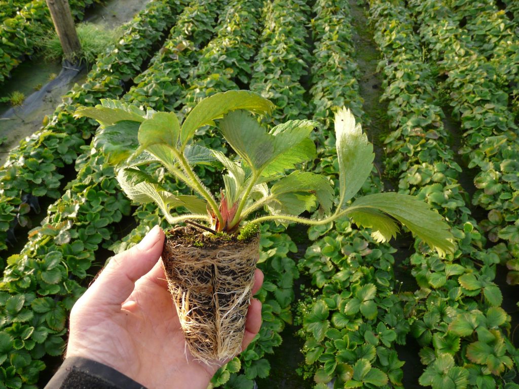 Fraisiers : Types de plants et dates de plantation - Degrav'Agri