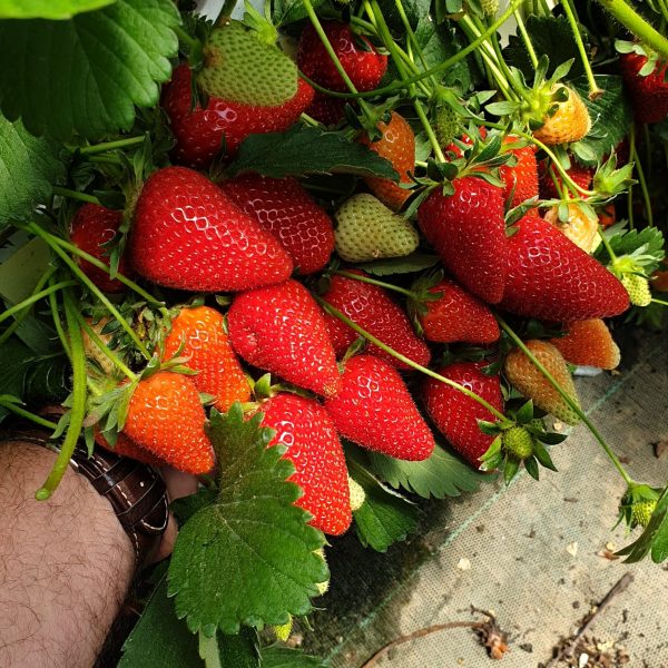 Degrav'Agri - distributeur et pépiniériste spécialisé en fruits rouges