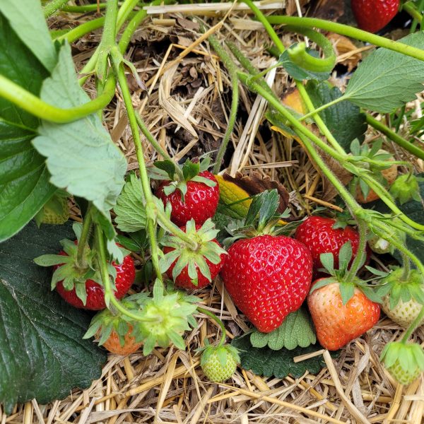 Degrav'Agri - distributeur et pépiniériste spécialisé en fruits rouges