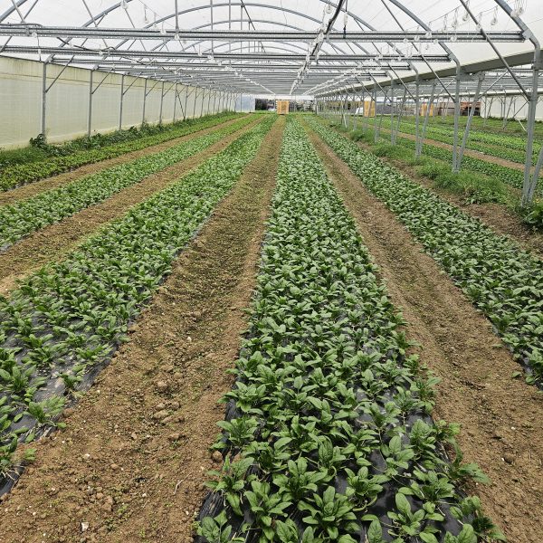 Degrav'Agri - distributeur et pépiniériste spécialisé en fruits rouges