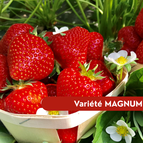 Degrav'Agri - distributeur et pépiniériste spécialisé en fruits rouges